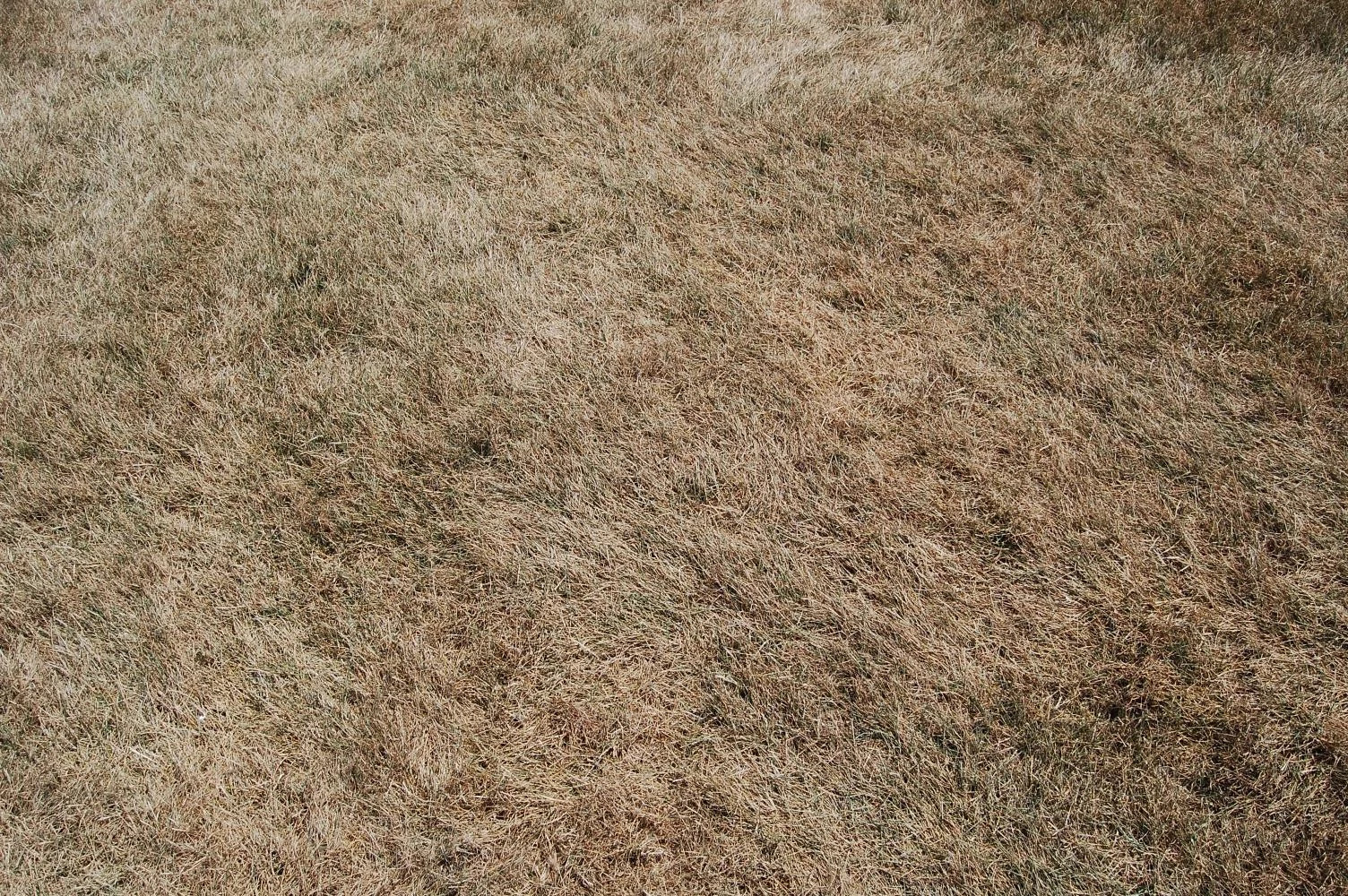 Drought-Tolerant Lawn Grasses | ScottsMiracle-Gro US